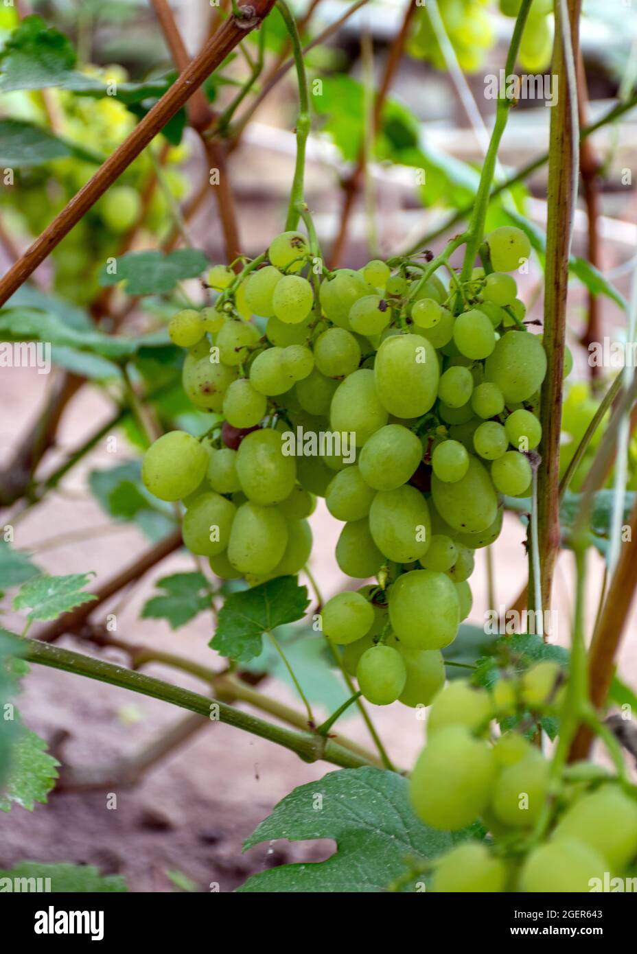 picture with a bunch of grapes in a greenhouse, grape growing in a ...