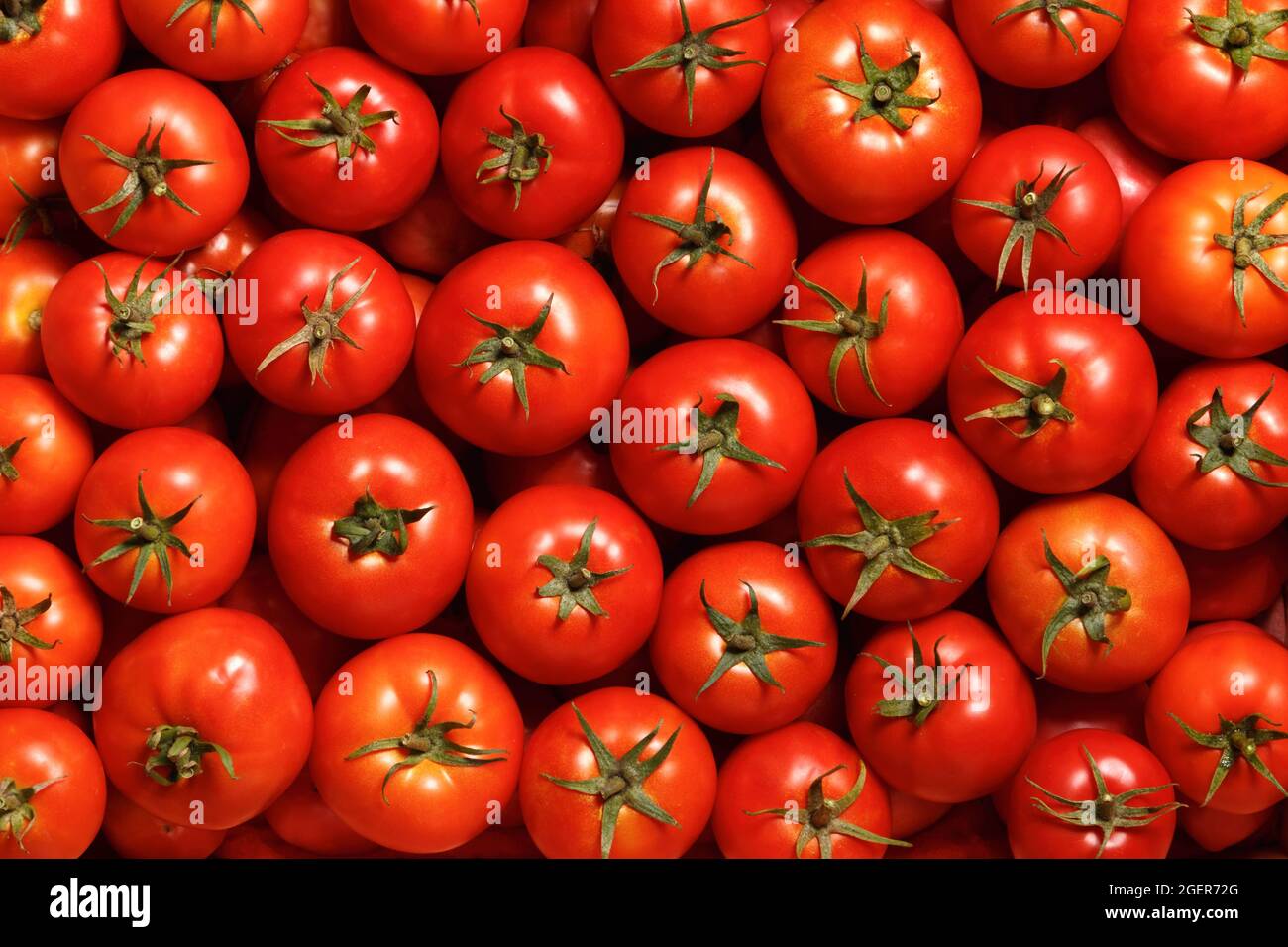 red tomatoes background Stock Photo - Alamy