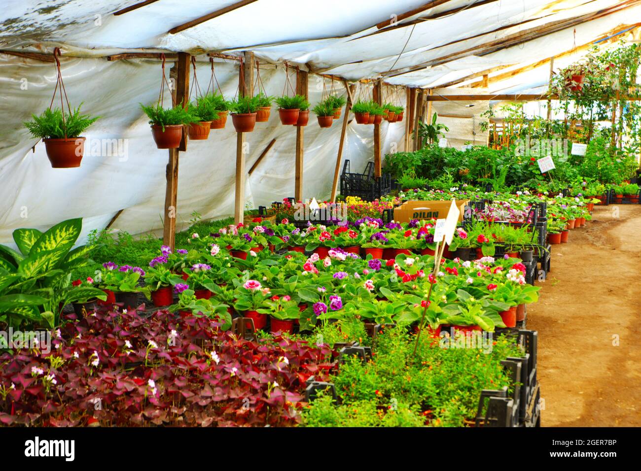 Different Houseplants with Colorful Flowers at Greenhouse Stock Photo ...