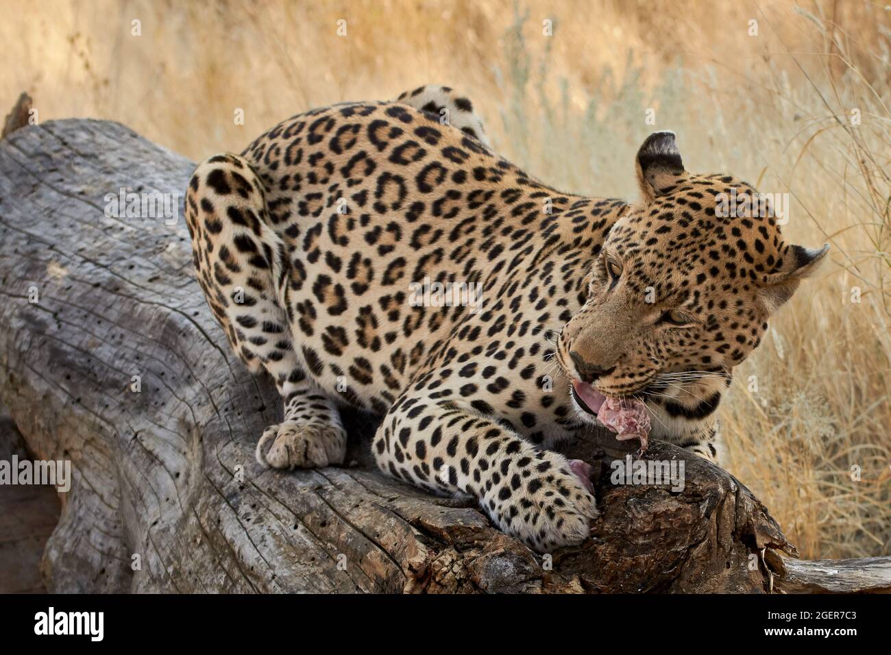 Leopard perched on fallen tree trunk feeding meat in Namibia, Africa ...