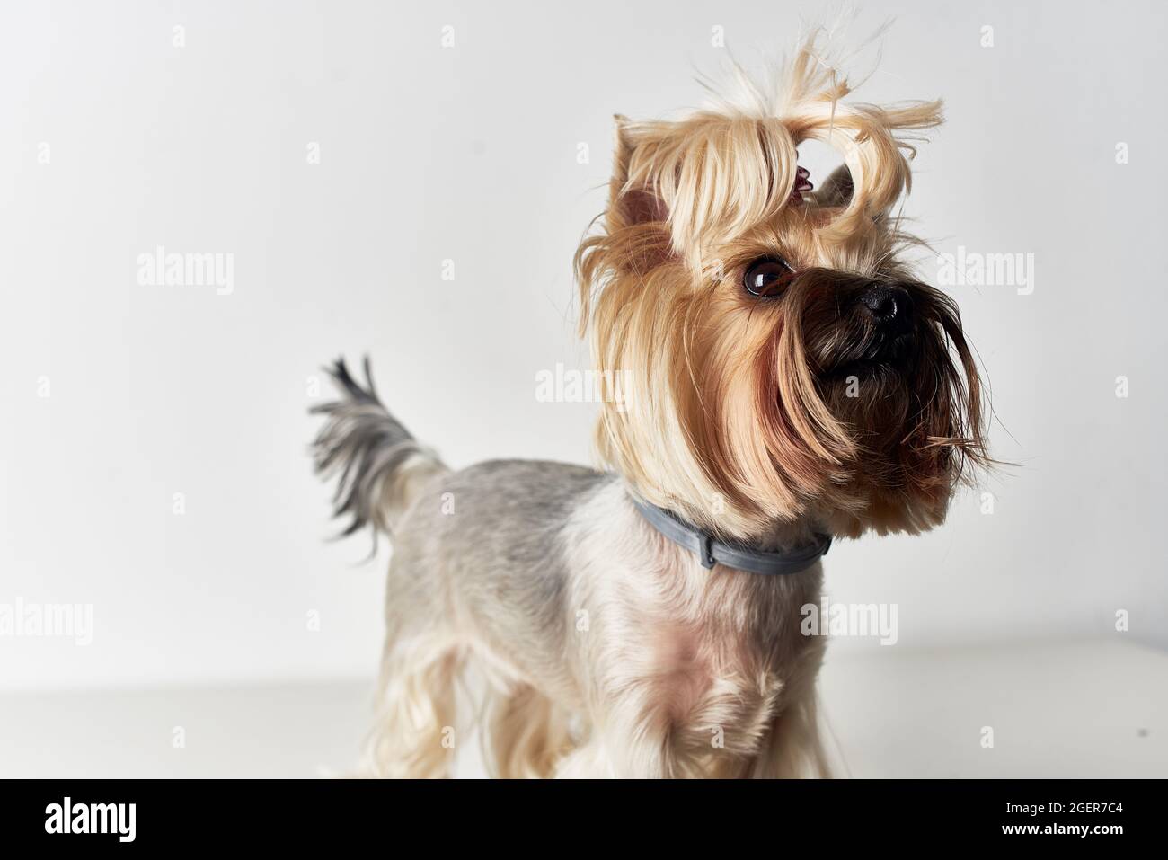 pedigree dog hairstyle for animals Studio Stock Photo - Alamy