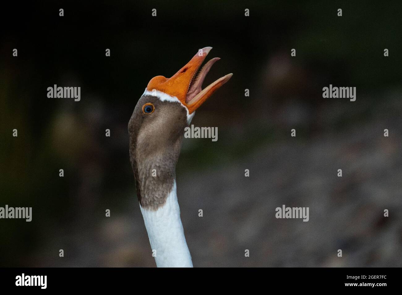 A goose with open beak showing the tongue in a pond during a sunny ...