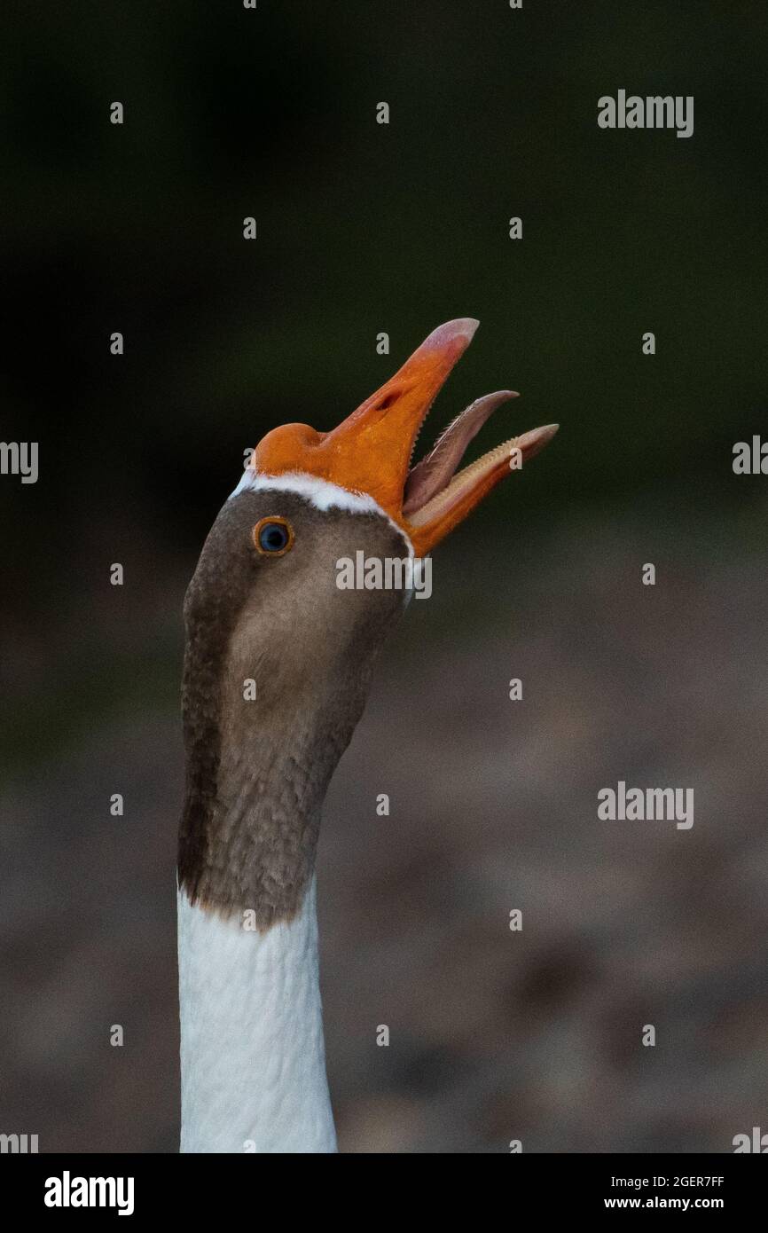 A goose with open beak showing the tongue in a pond during a sunny ...