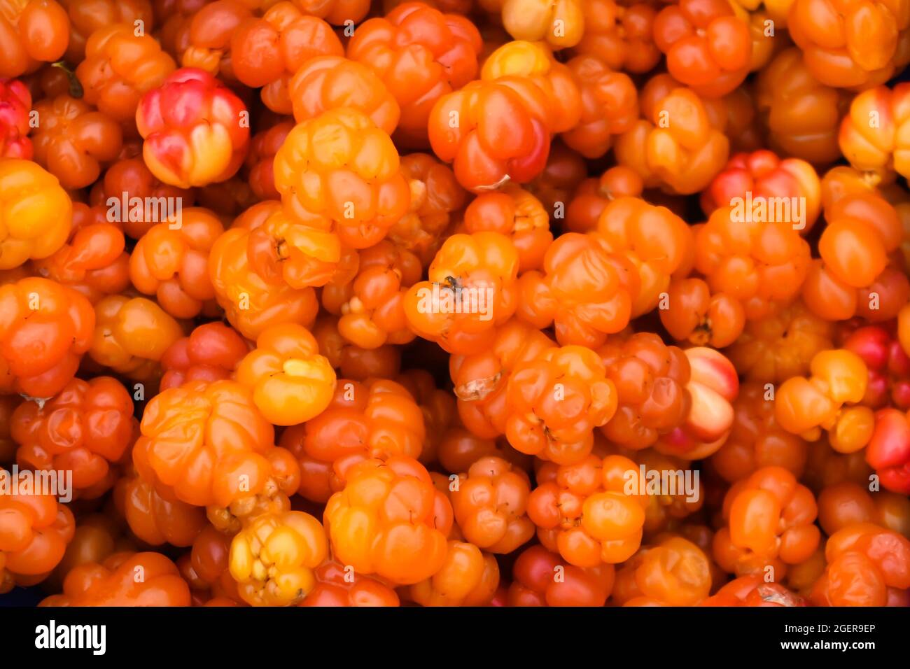 Cloudberries plant hi-res stock photography and images - Alamy
