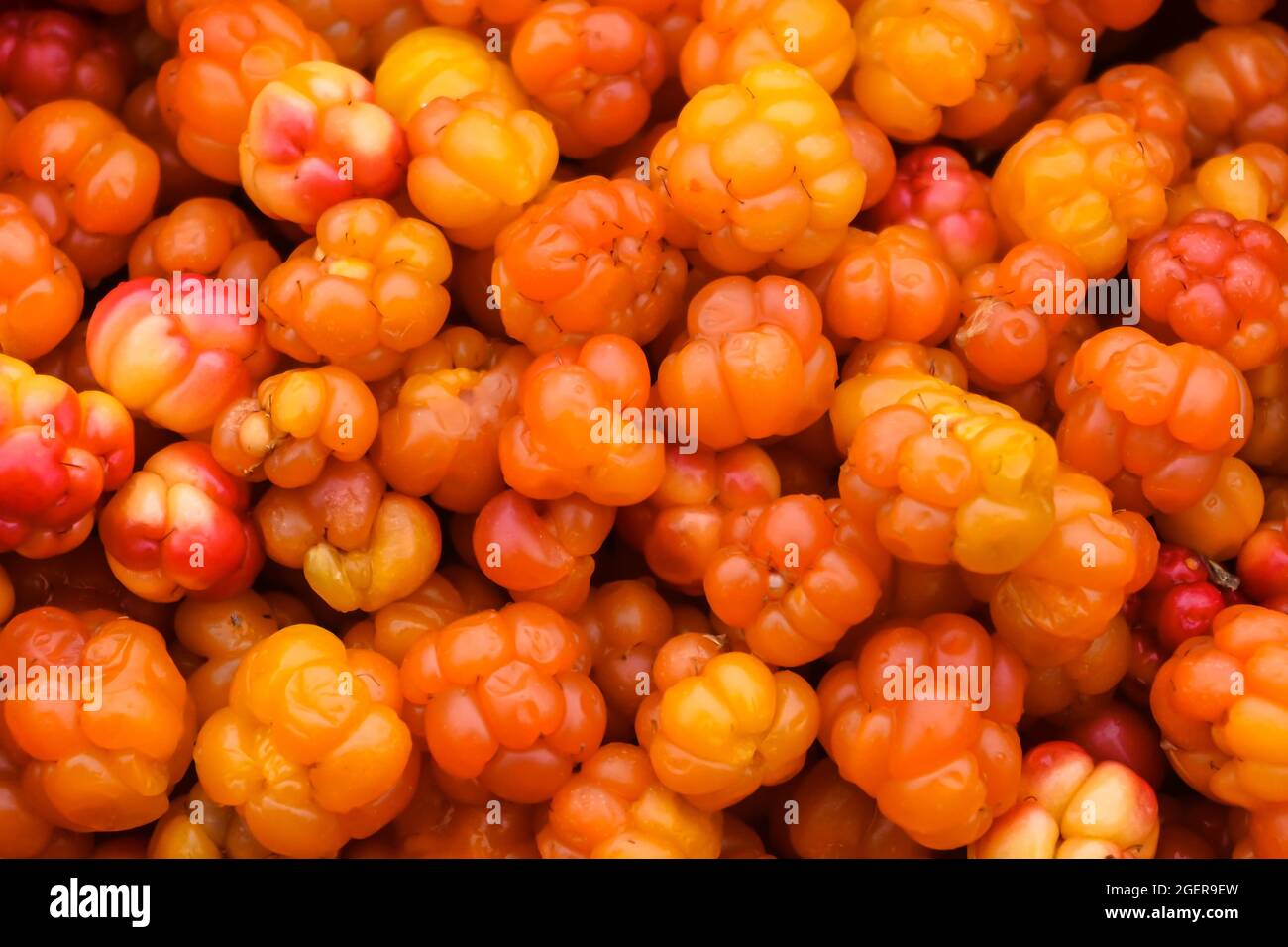 Marsh berries hi-res stock photography and images - Alamy