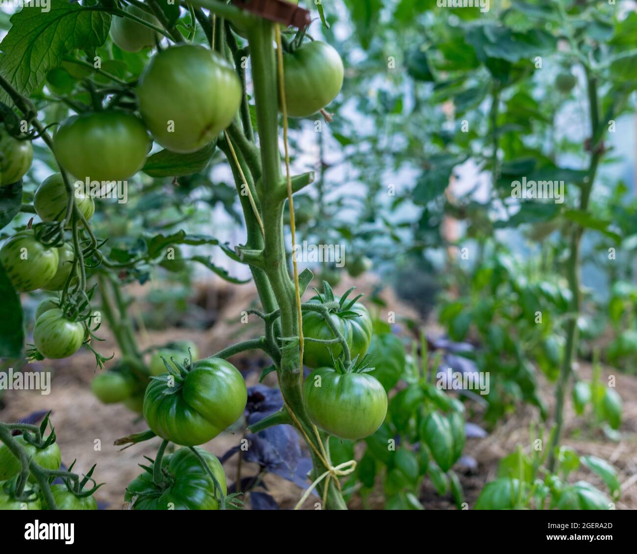 photo with green tomatoes in the greenhouse, blurred background, summer ...