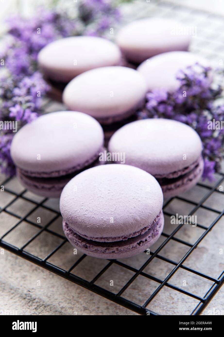 French macarons with lavender flavor and fresh lavender flowers Stock ...