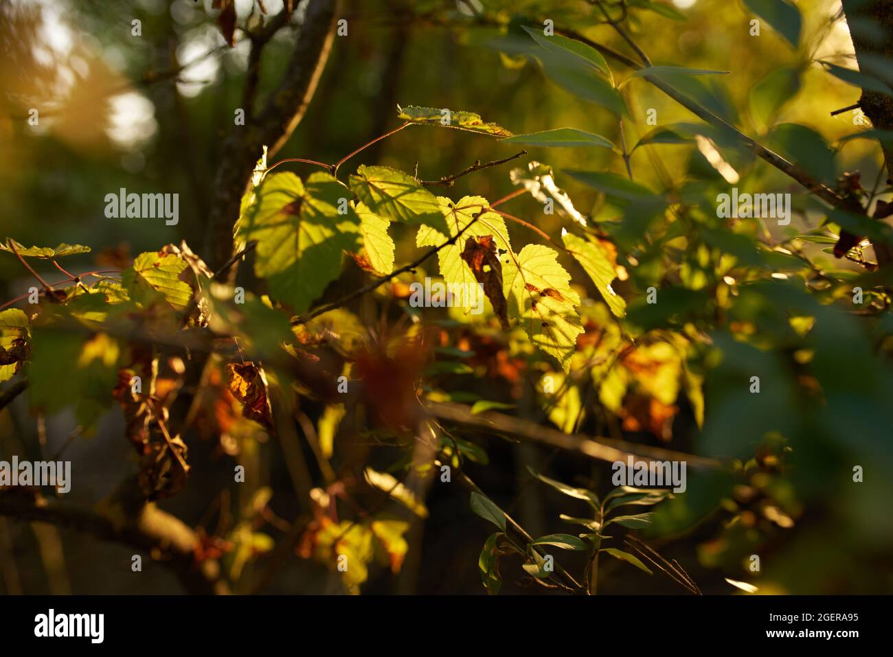green shrub trees nature close-up Stock Photo - Alamy