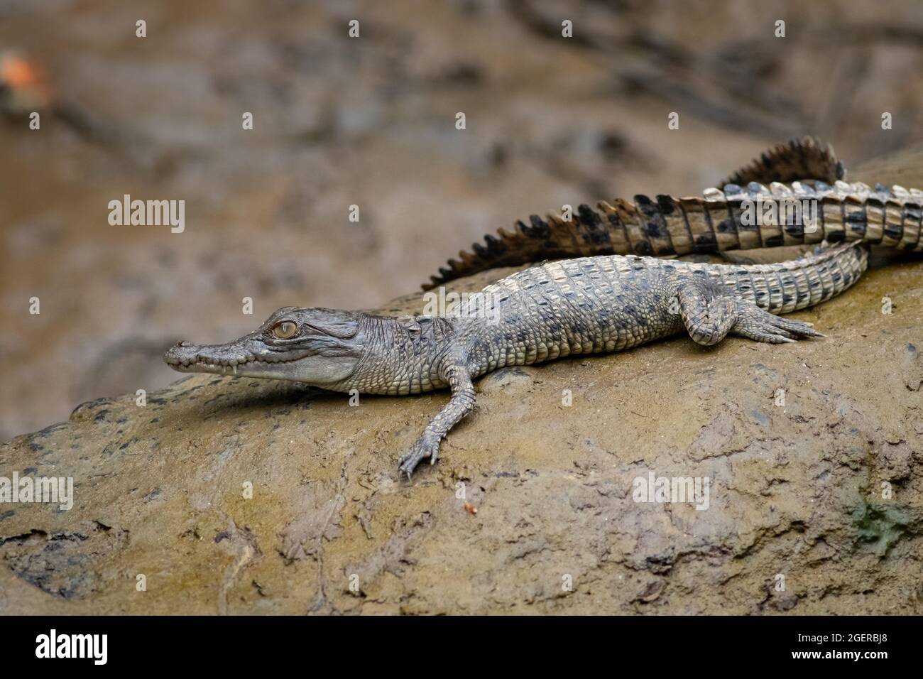 Crocodylus porosus hatchling hi-res stock photography and images - Alamy