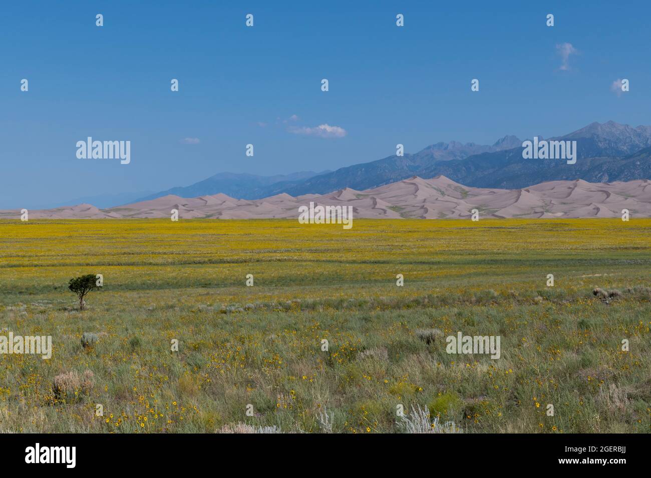 Colorado, San Luis Valley, Great Sand Dunes National Park. Fields of ...