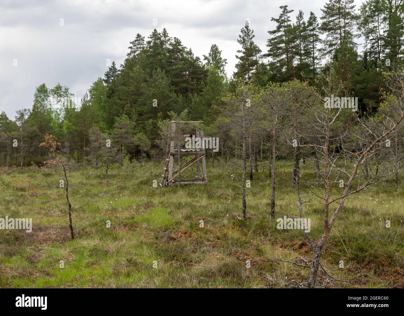 simple wooden hunting tower in the bog, hunting concept, traditional ...