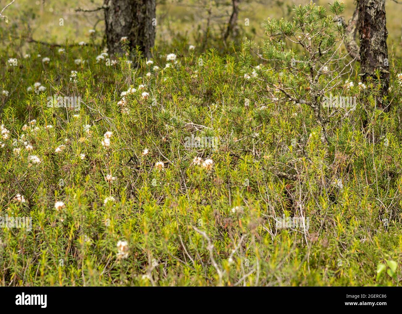 traditional bog plants, mosses, lichens close-up, flowering butterflies ...