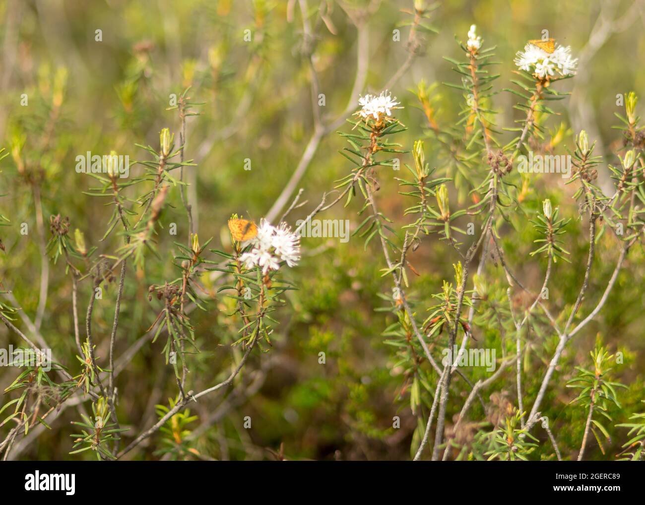 traditional bog plants, mosses, lichens close-up, flowering butterflies ...