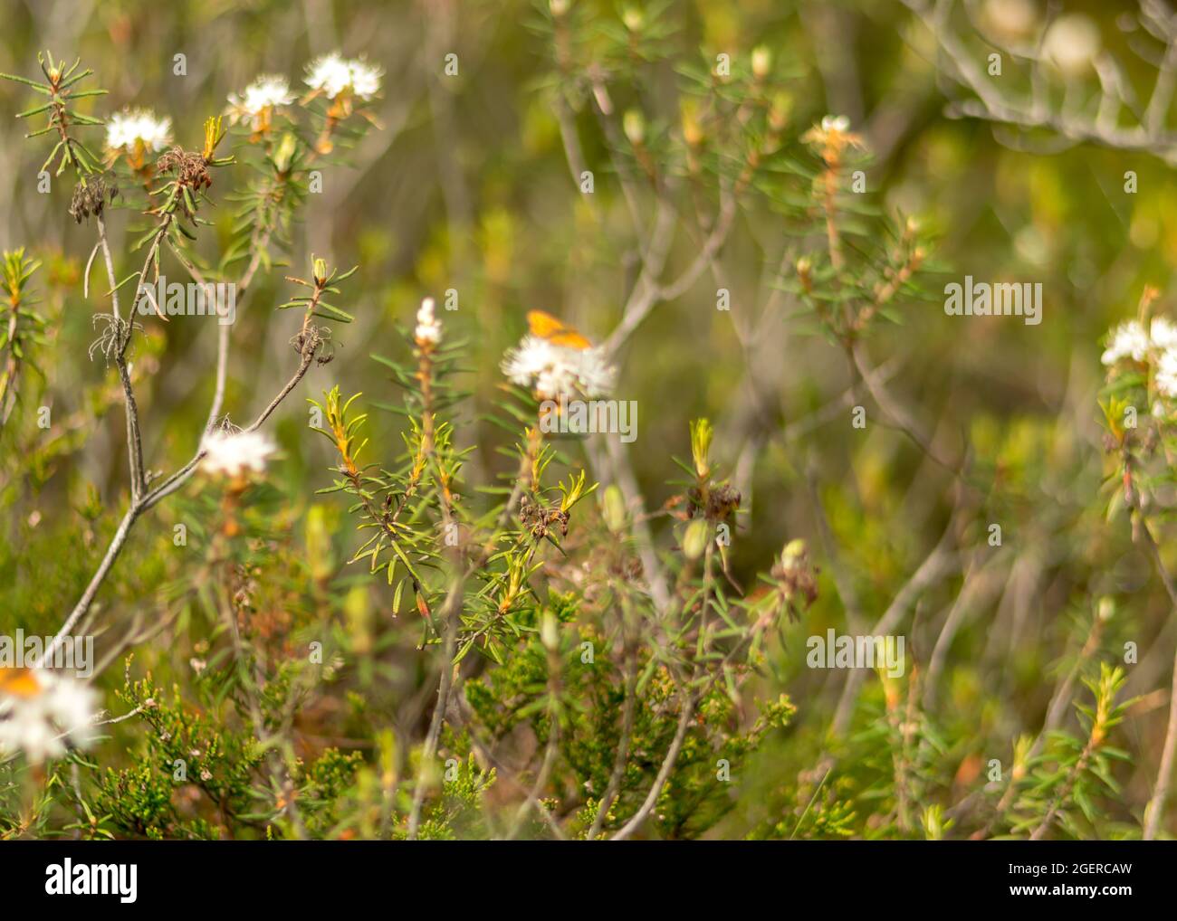 traditional bog plants, mosses, lichens close-up, flowering butterflies ...
