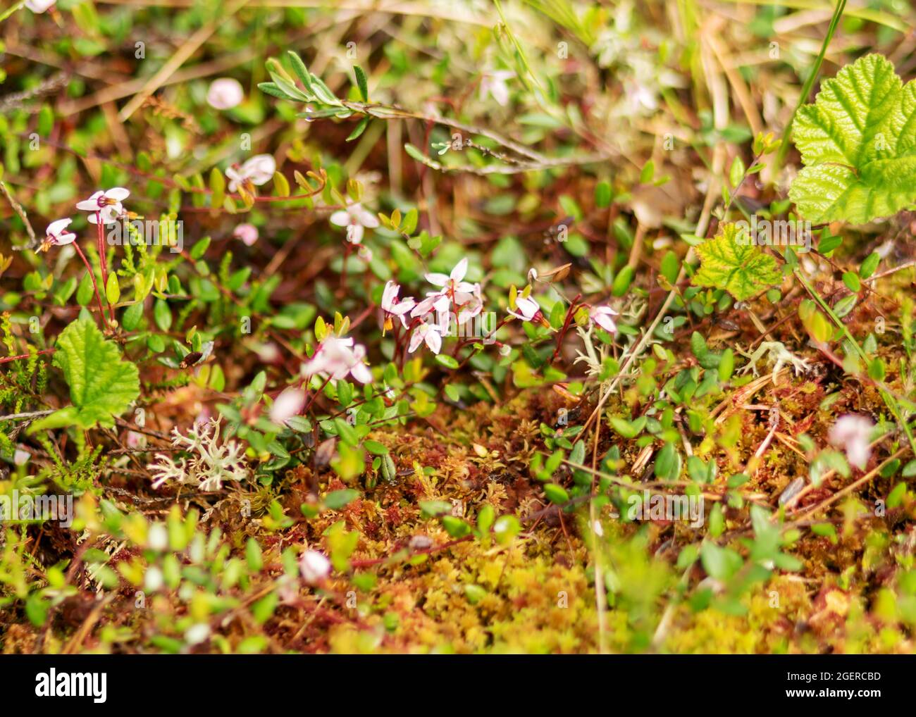 traditional bog plants, moss, lichens close-up, cranberry flowers, bog ...