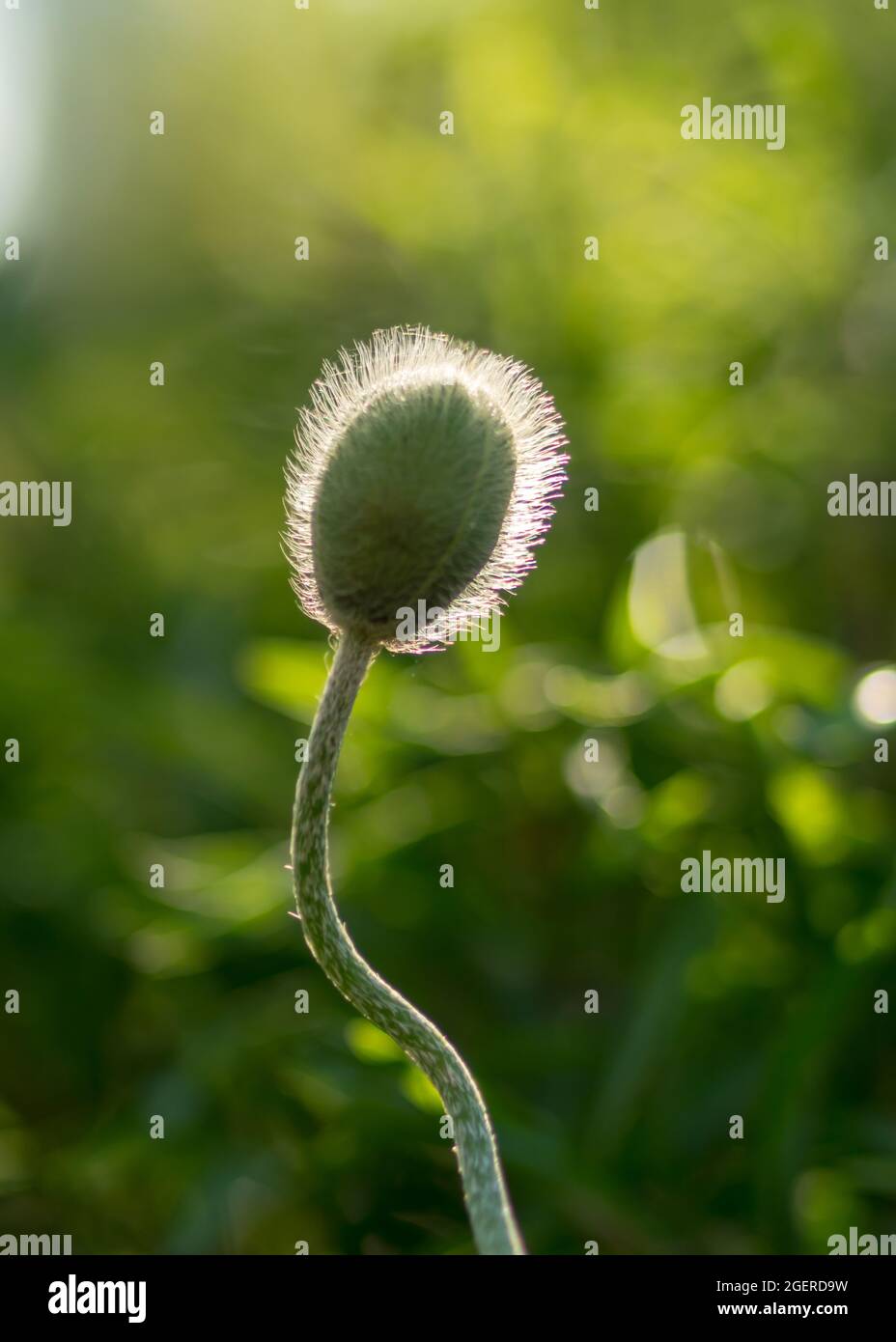 fluffy poppy bud in the backlight on a fuzzy green background in the ...