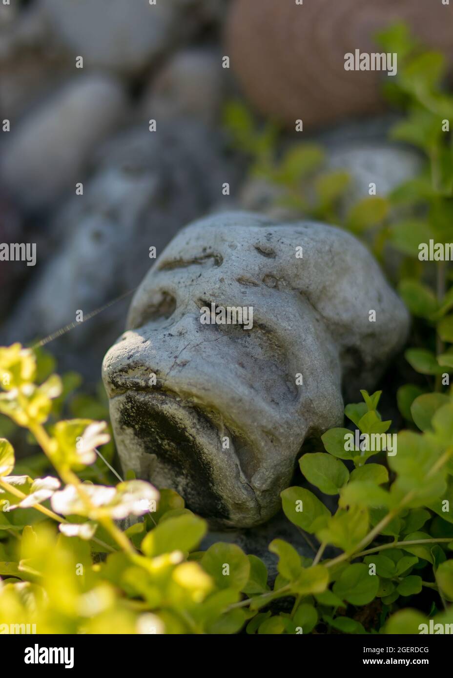picture with a stone in green herbs, the stone looks like a human face ...