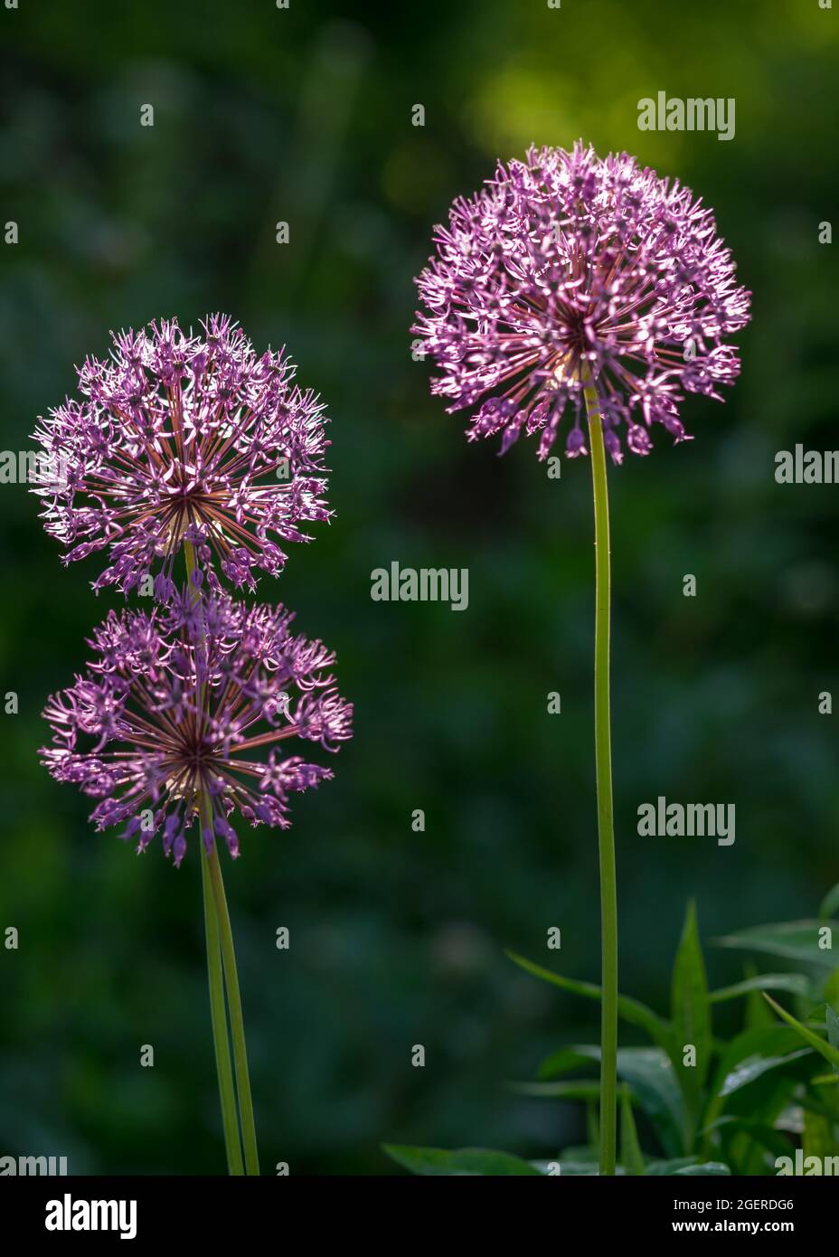 colorful purple bulb flowers in the backlight, beautiful round flower ...