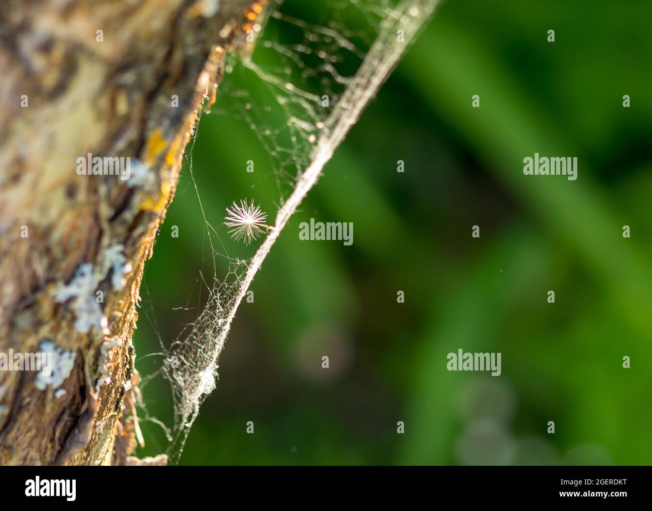 abstract wood fragment and spider web texture, white fluff caught in a ...