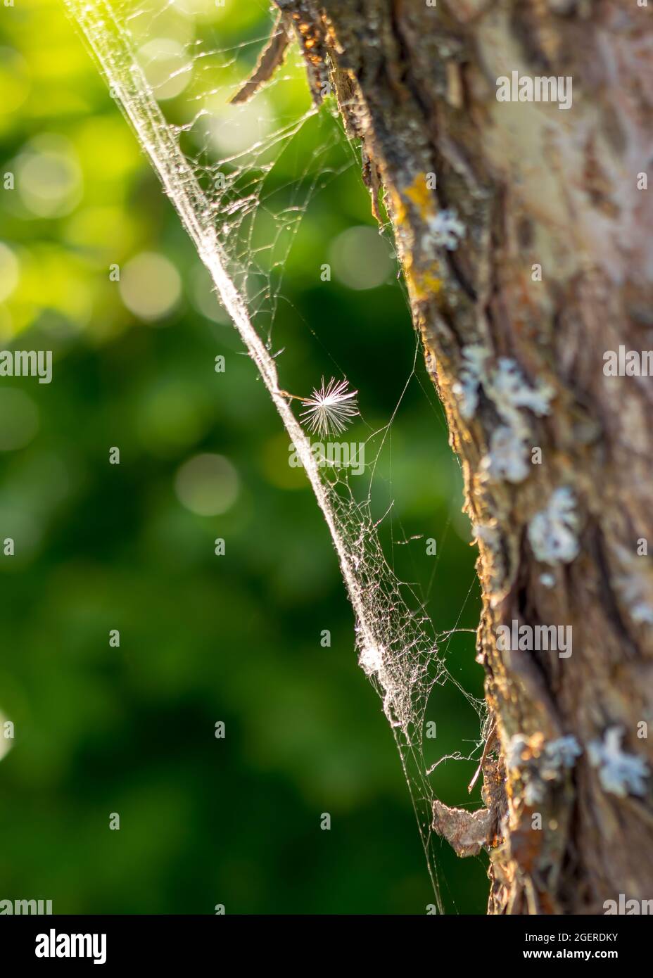 abstract wood fragment and spider web texture, white fluff caught in a ...