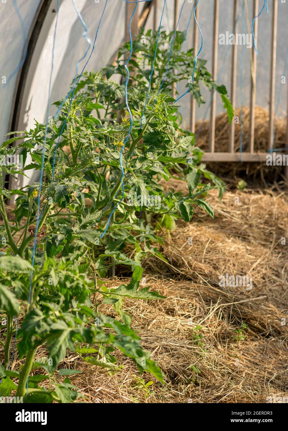green and healthy tomato seedlings in a greenhouse, land mulched with hay, growing vegetables ...