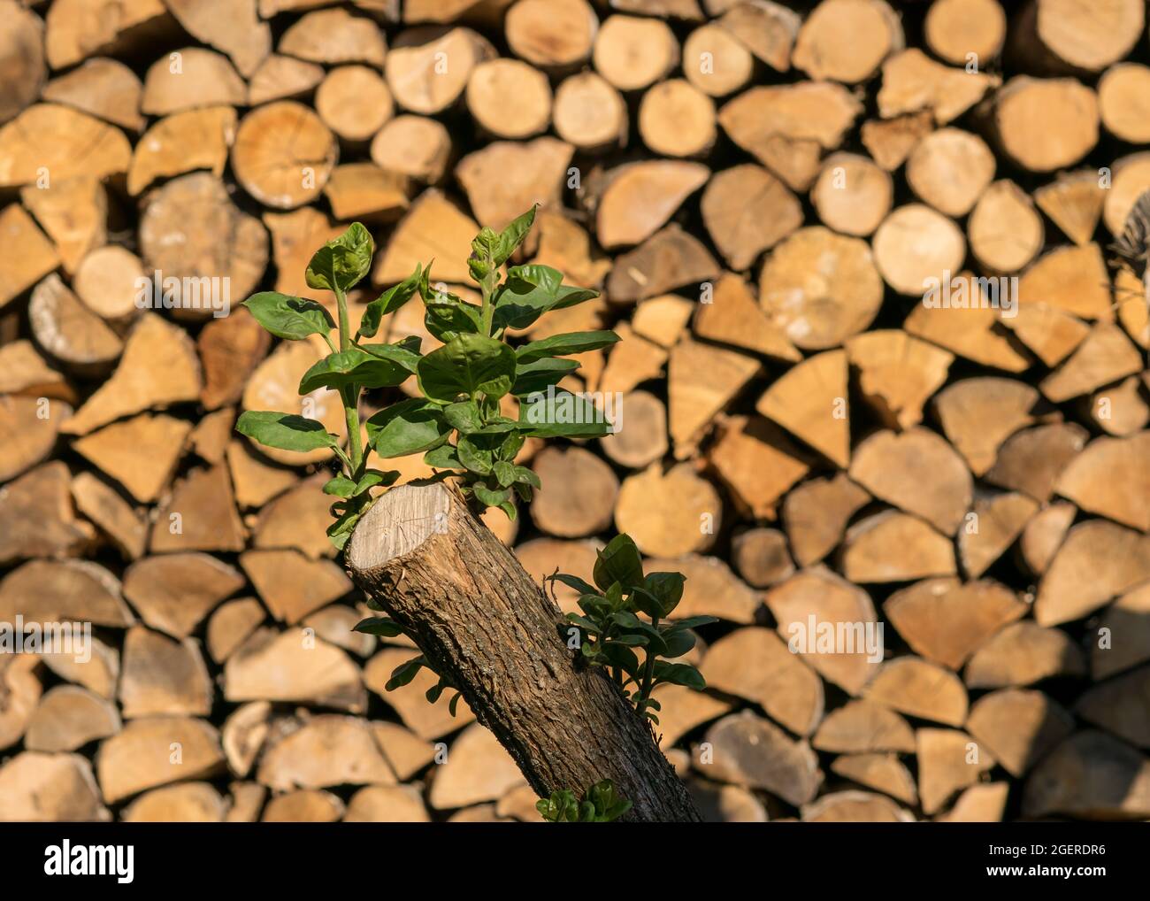 photo with an old lilac trunk, new shoots grow on the trunk, abstract ...