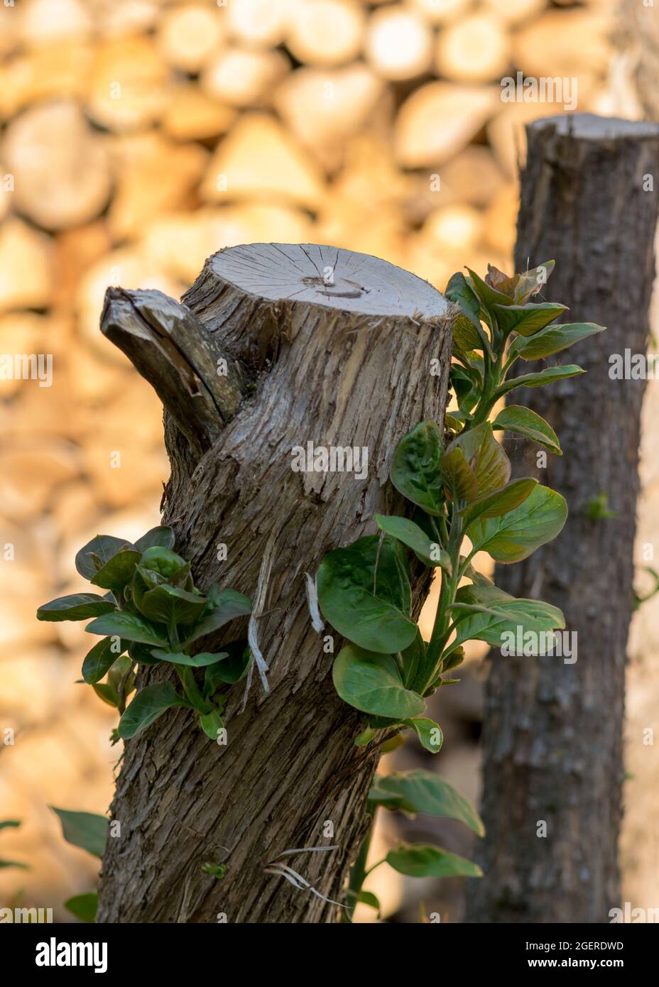 photo with an old lilac trunk, new shoots grow on the trunk, abstract ...