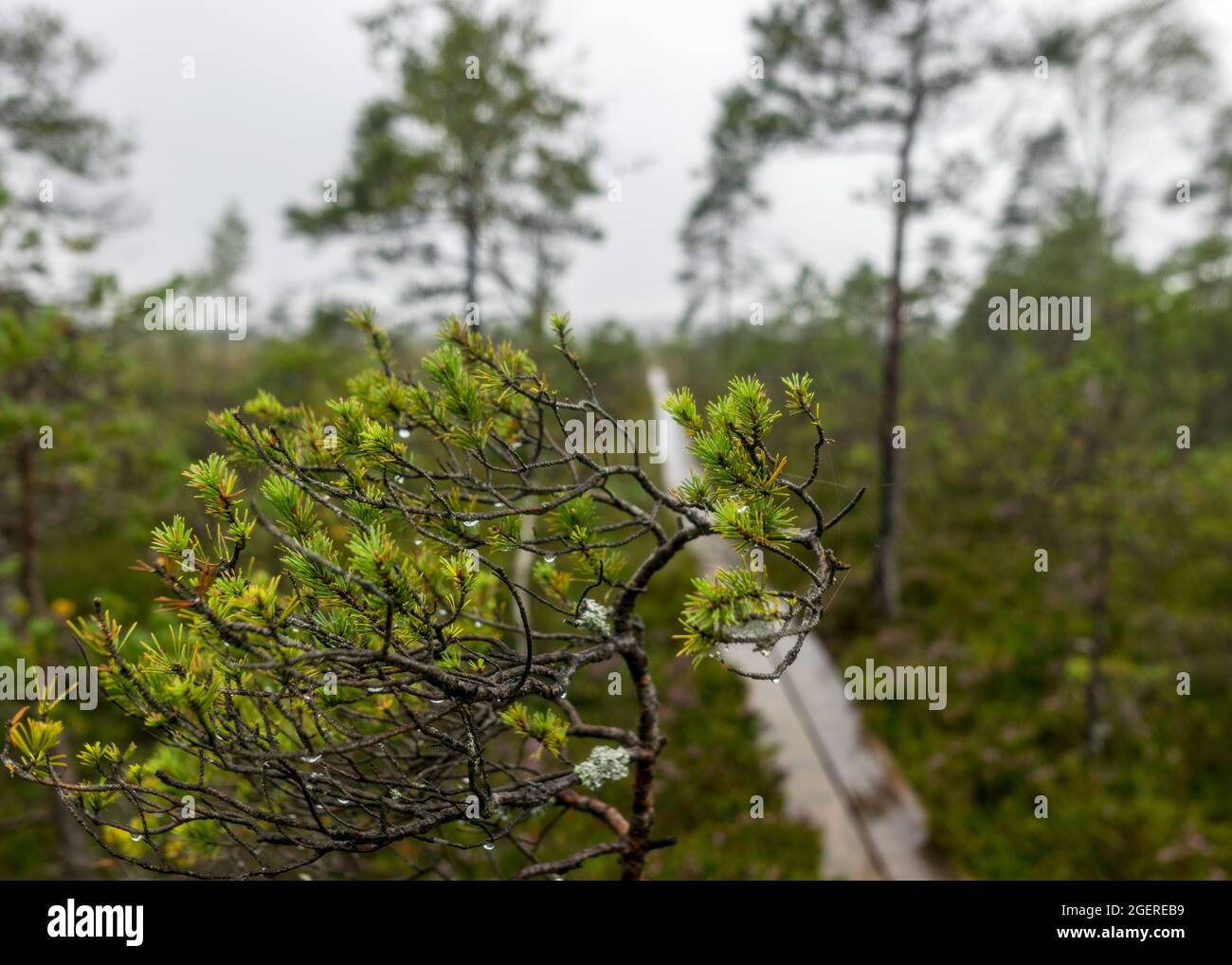 traditional bog landscape with wet trees, grass and bog moss during ...