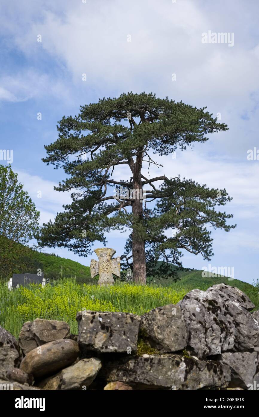 Balkan pine tree hi-res stock photography and images - Alamy