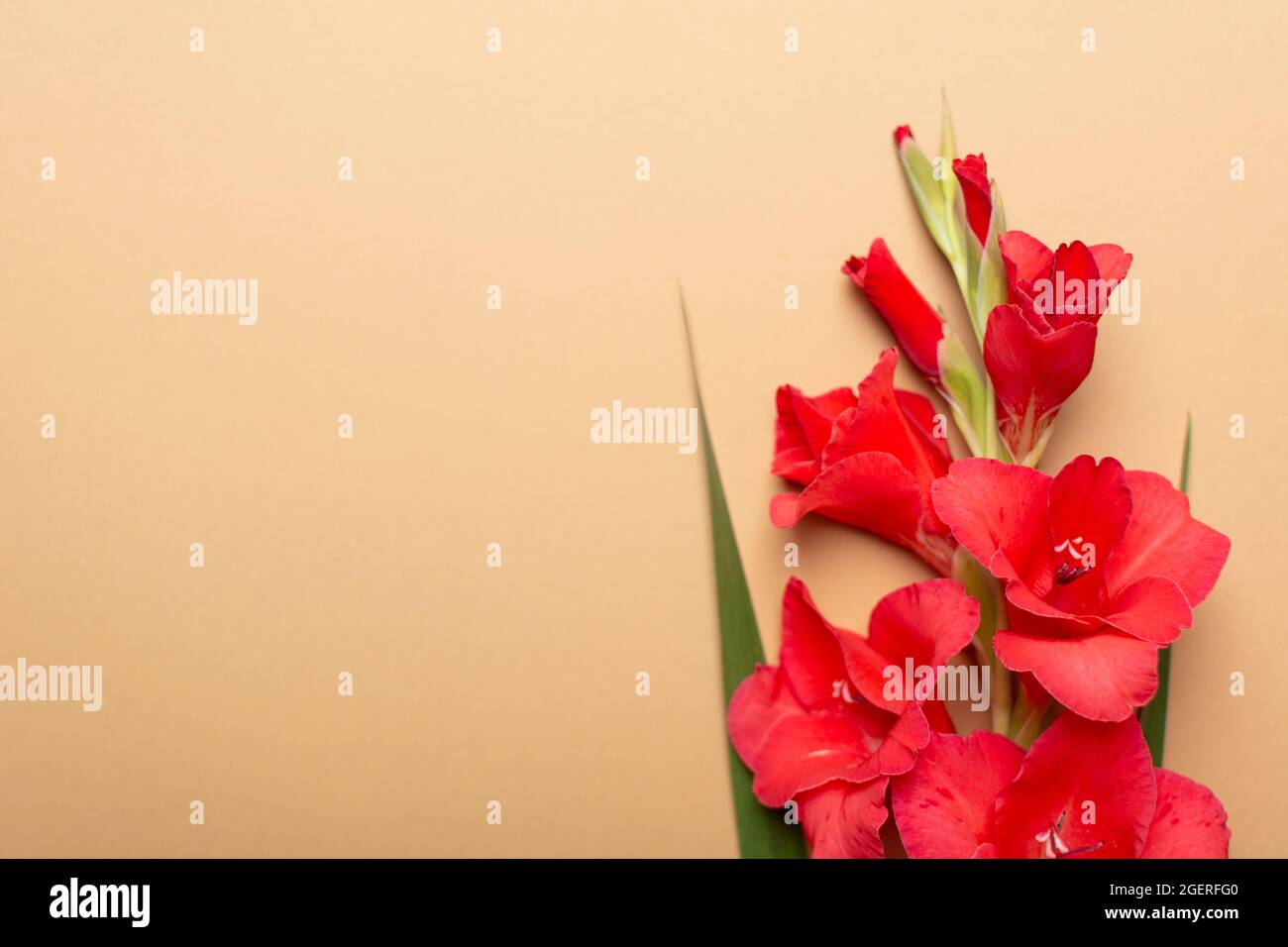 Beautiful red gladiolus on pastel beige color paper background Stock ...