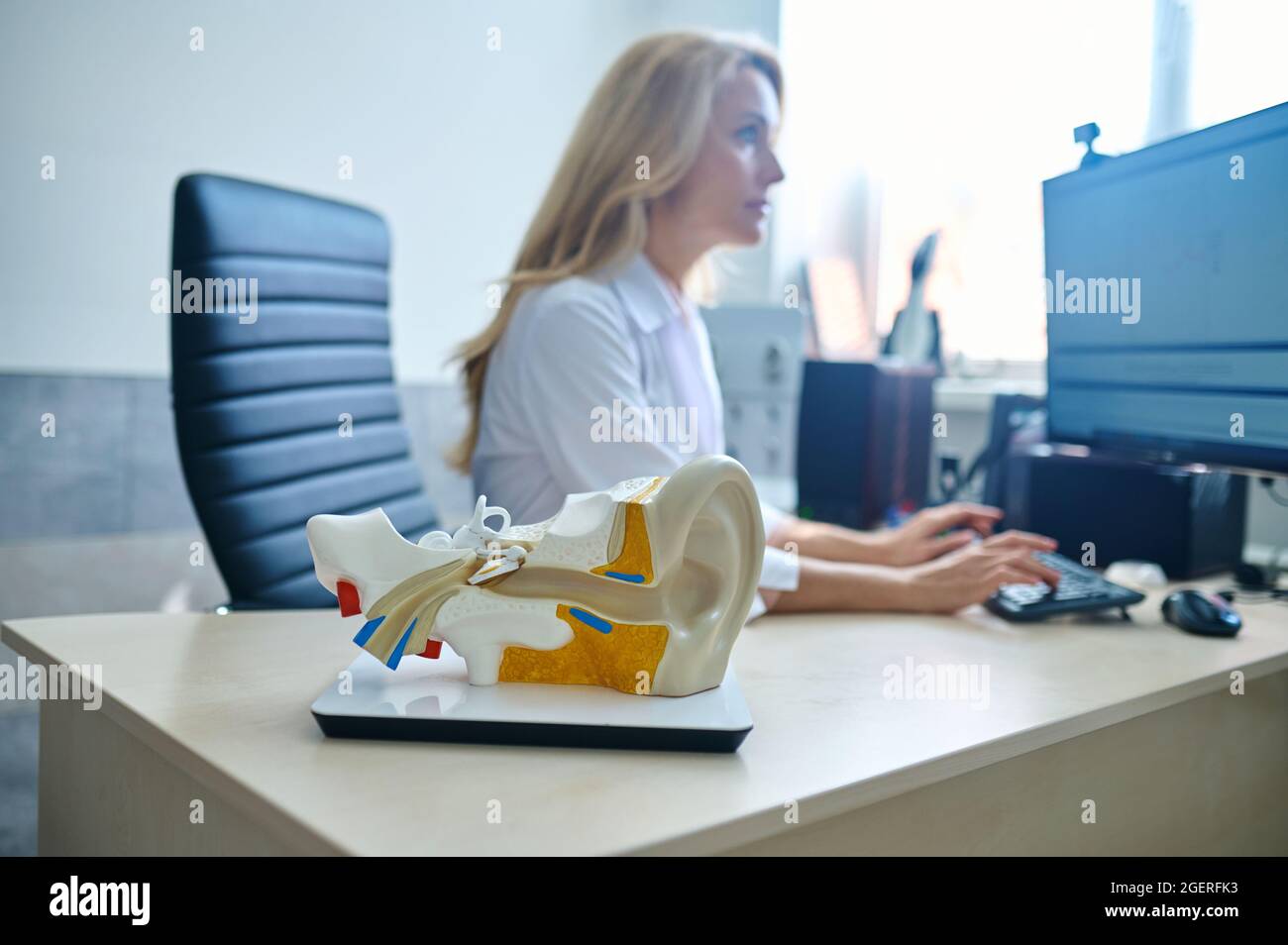 Ear model on table and doctor working at laptop Stock Photo - Alamy