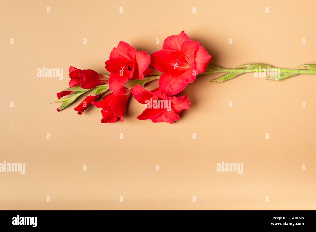 Beautiful red gladiolus on pastel beige color paper background Stock ...