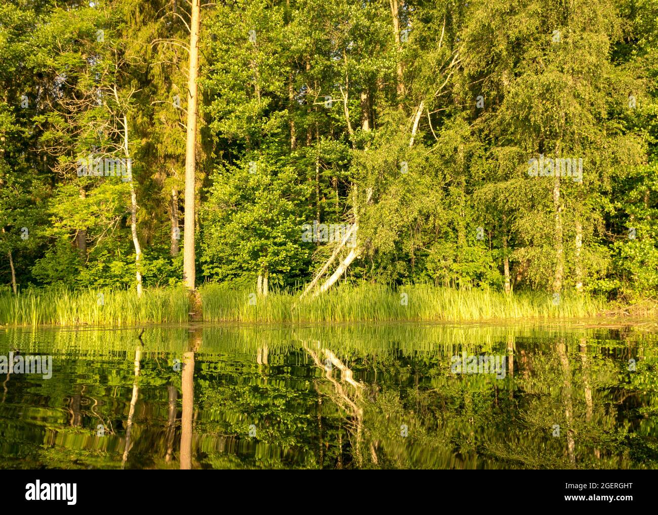 green landscape by the lake, tree reflections in calm water, summer ...