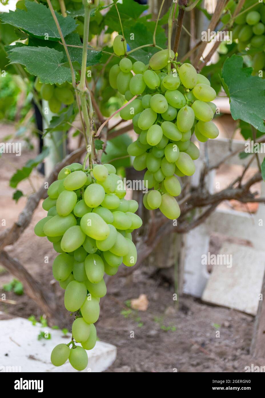 picture with a bunch of grapes in a greenhouse, grape growing in a ...