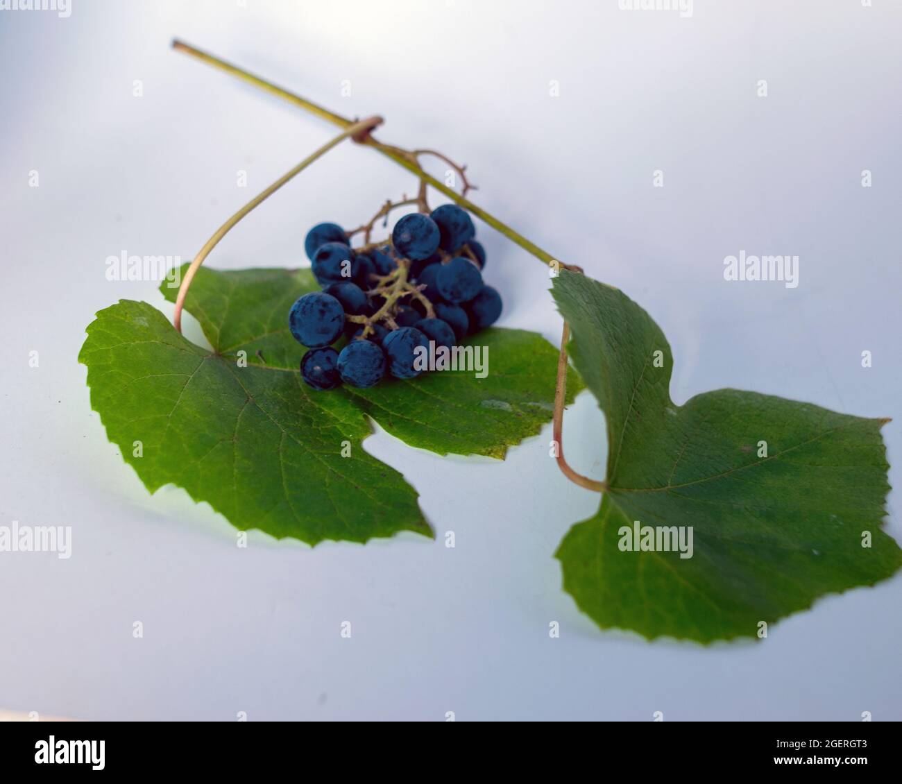 picture with grapes of different shapes and colors on the table, grape ...