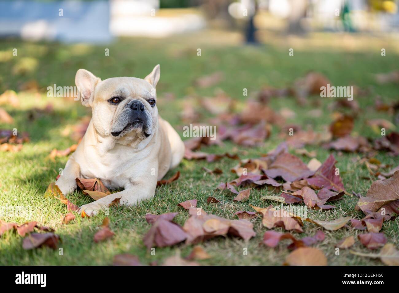 Closeup shot of a cute brown French bulldog lying on the grass with ...