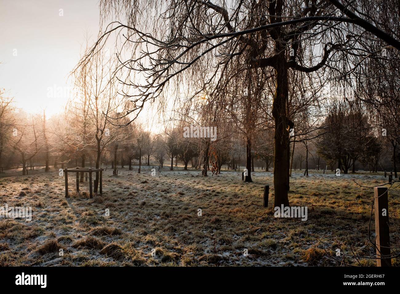 early morning sunlight glowing through winter tree's light frost on the ...