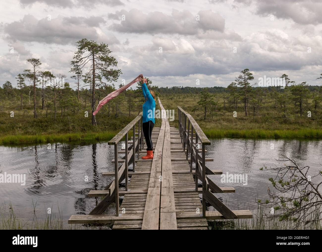 landscape in the summer swamp. woman in a blue jacket on a wooden ...