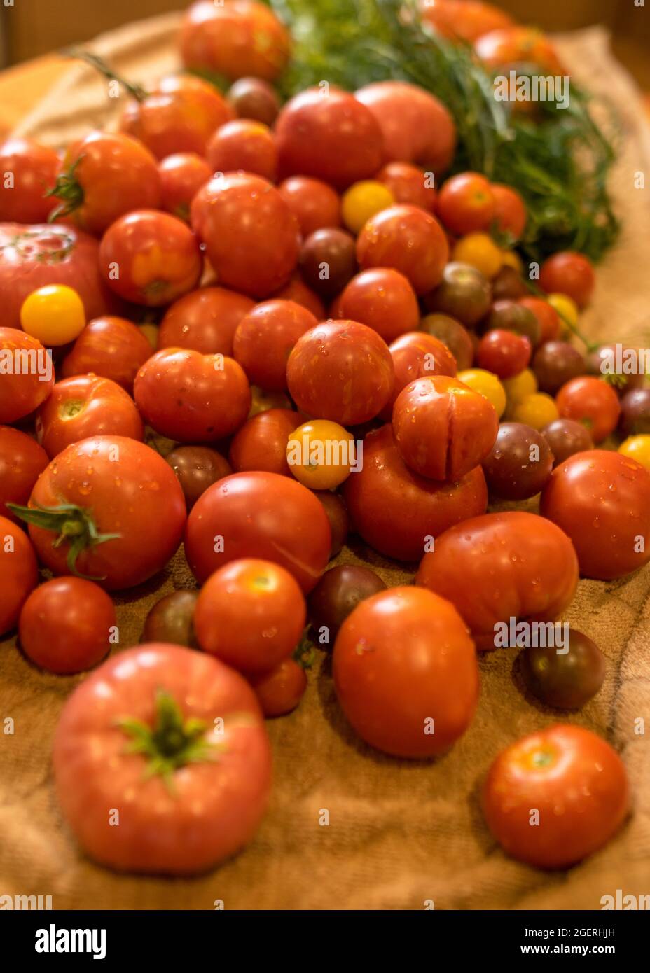 tomatoes of different shapes, colors and sizes, harvest time, summer ...