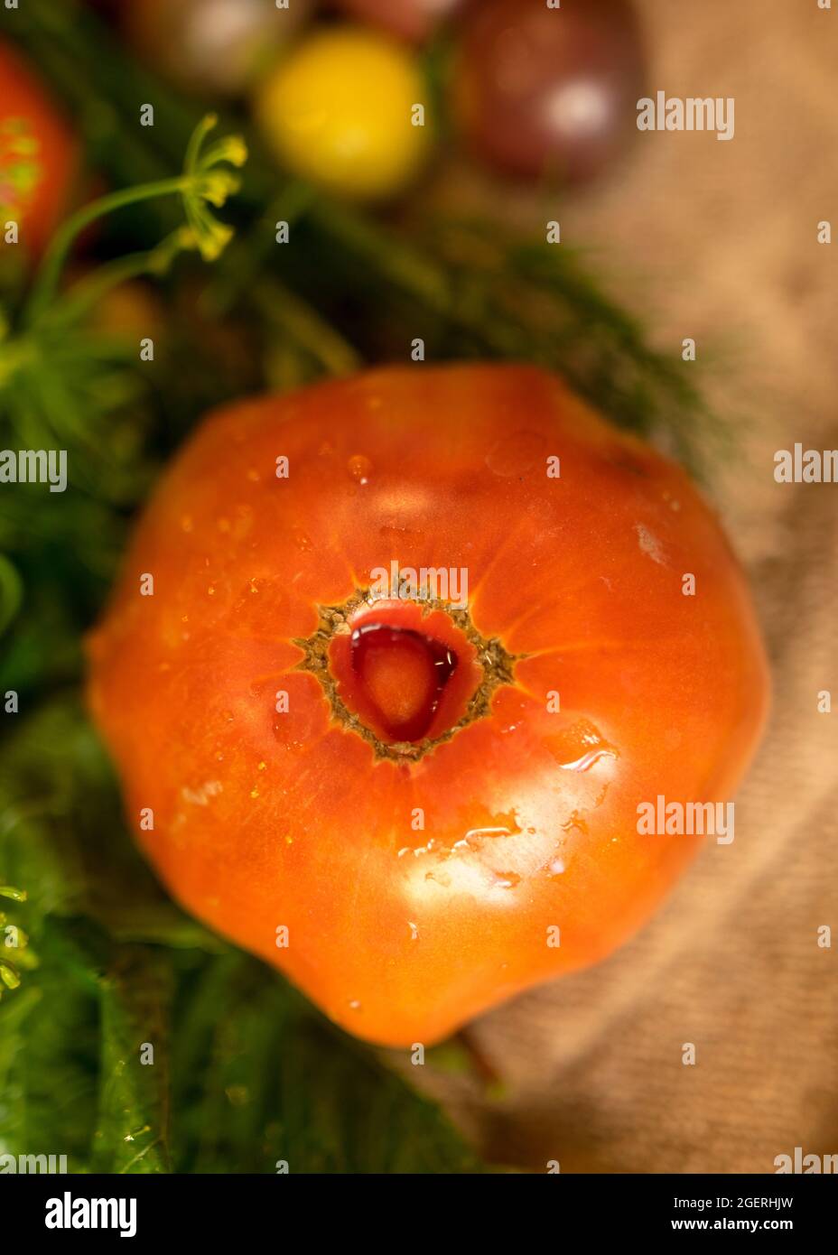 tomatoes of different shapes, colors and sizes, harvest time, summer ...