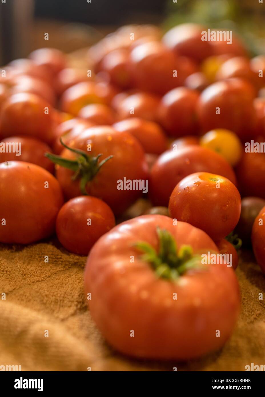 tomatoes of different shapes, colors and sizes, harvest time, summer ...