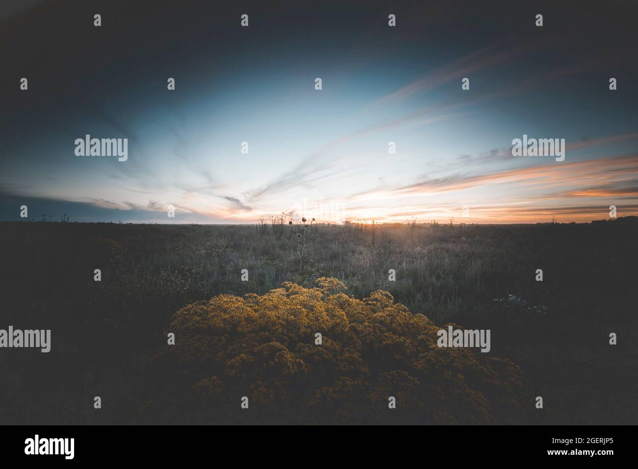 Wild flora, flowers in spring in the Pampas landscape, La Pampa ...