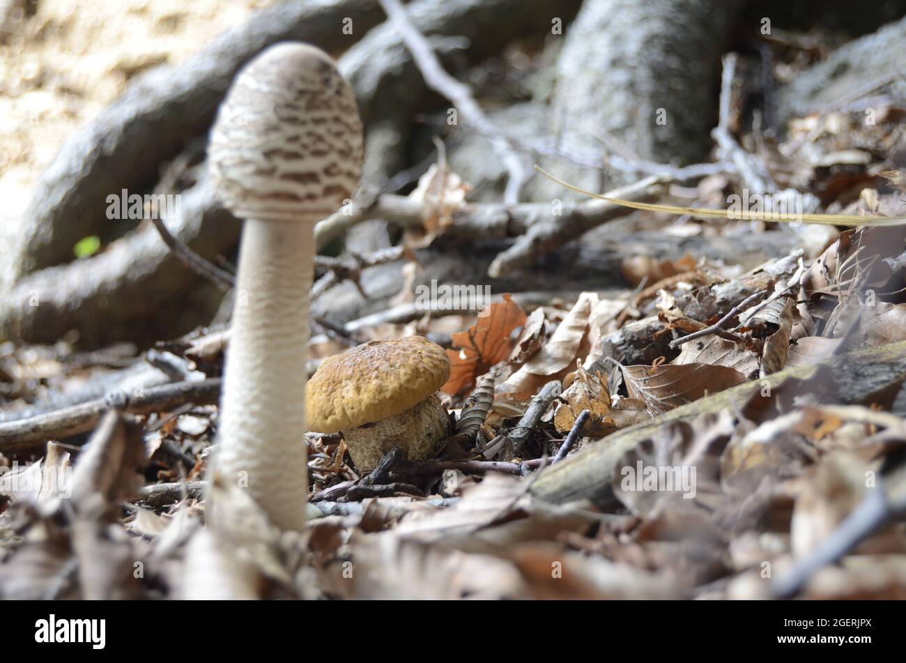 Funghi e foglie hi-res stock photography and images - Alamy