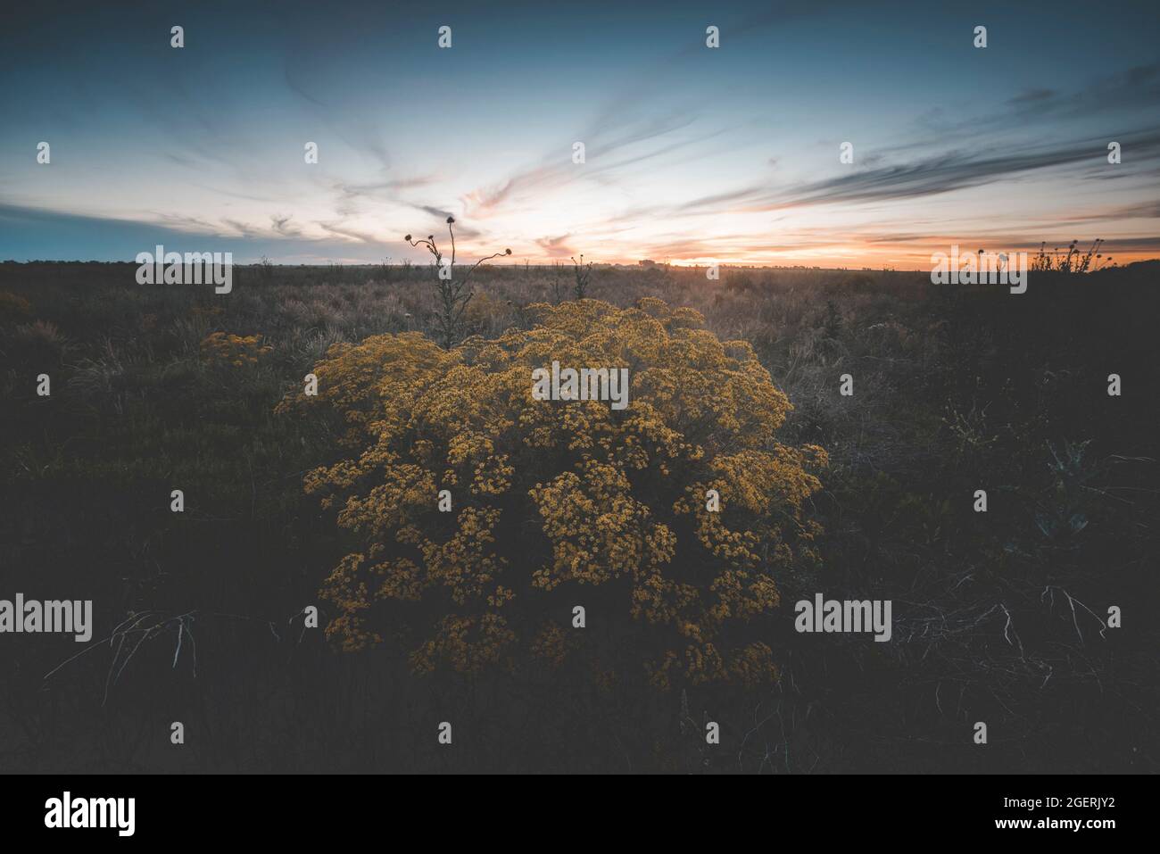 Wild flora, flowers in spring in the Pampas landscape, La Pampa ...