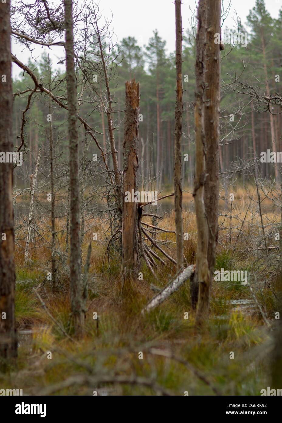 various old and rotten trees and tree branches on the shore of a swampy ...