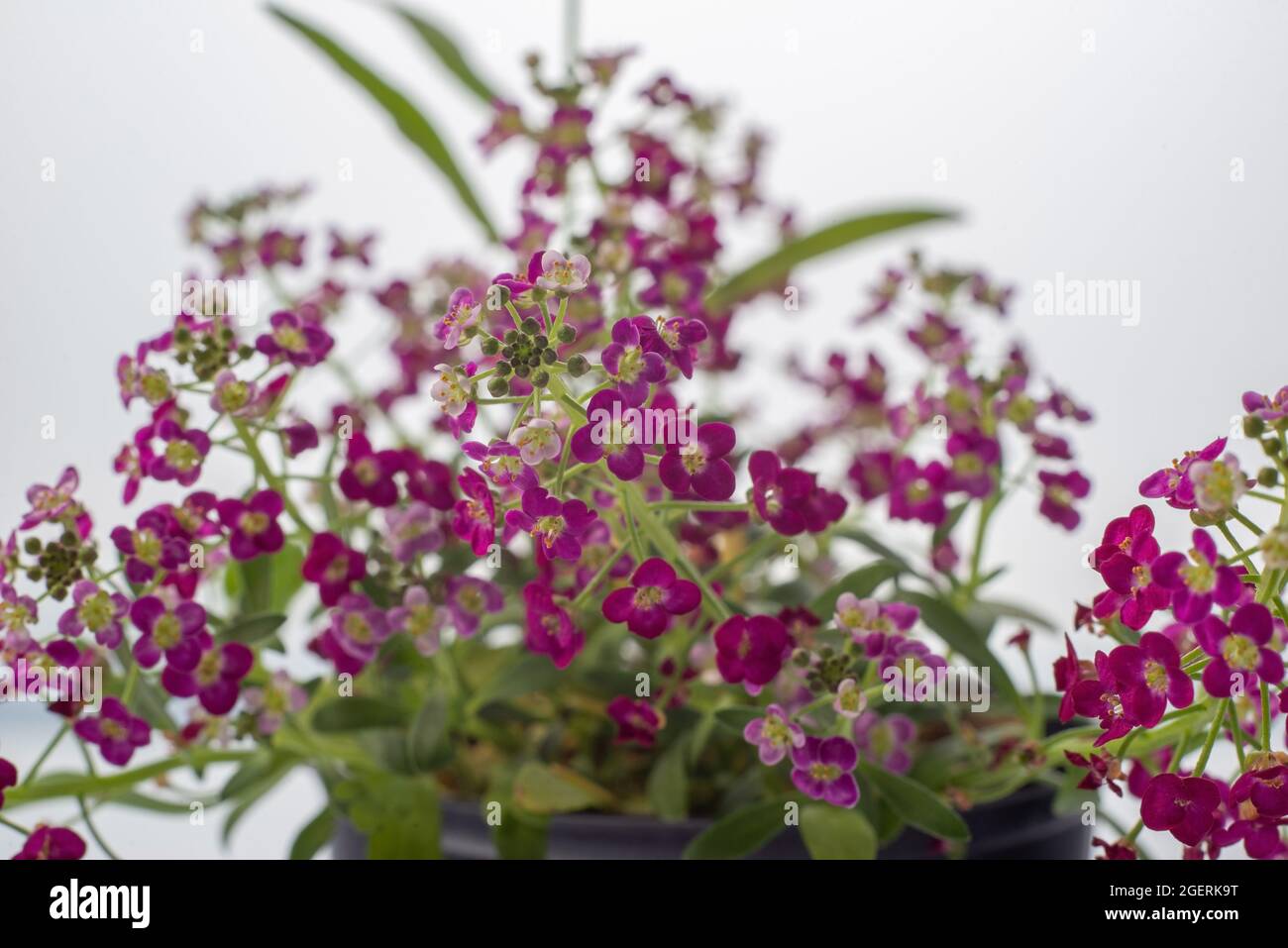 macro photo of red small flowers on a white background Pink white ...