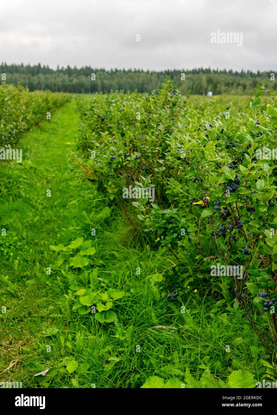 landscape with blueberry bushes, blueberry field, berry picking time ...