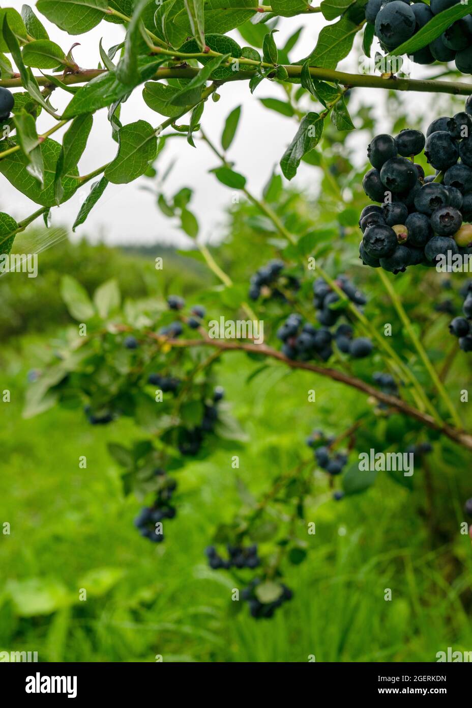 blueberry field, close-up view of juicy blueberry berries, harvest time ...
