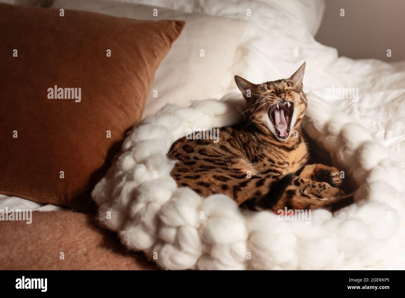 Merino rust hi-res stock photography and images - Alamy