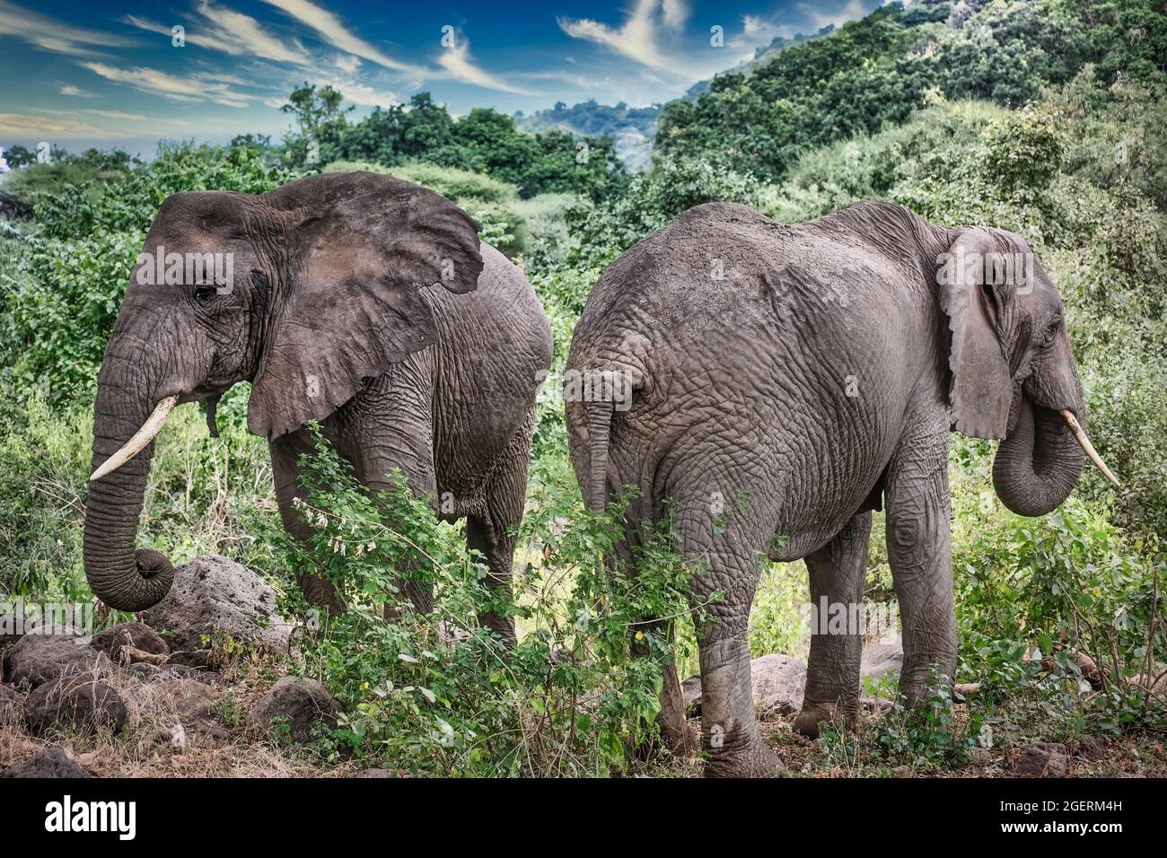 Close-up of two giant african elephants against beautiful nature Stock ...